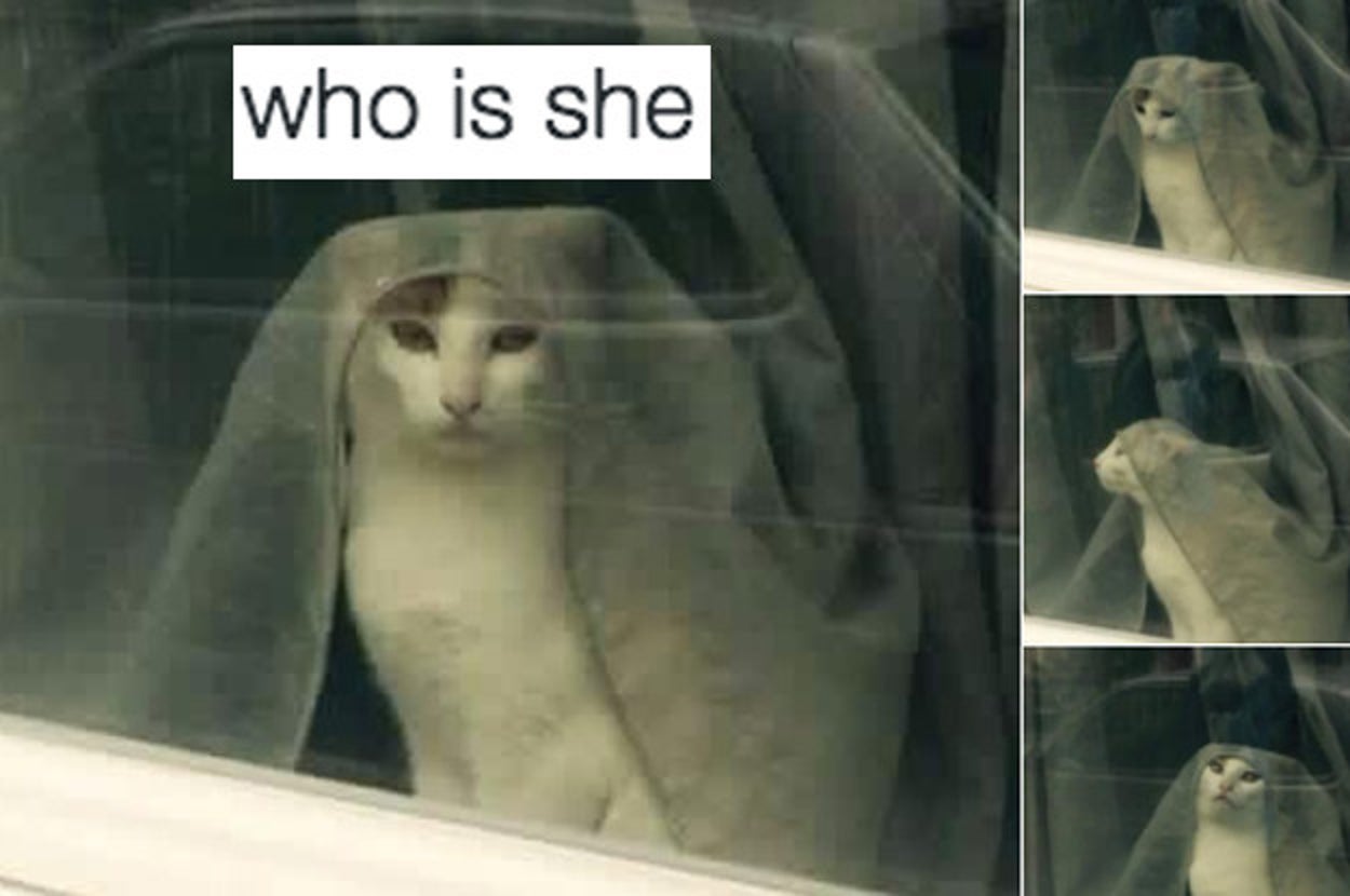 44 Hilarious Cat Tweets From 2016