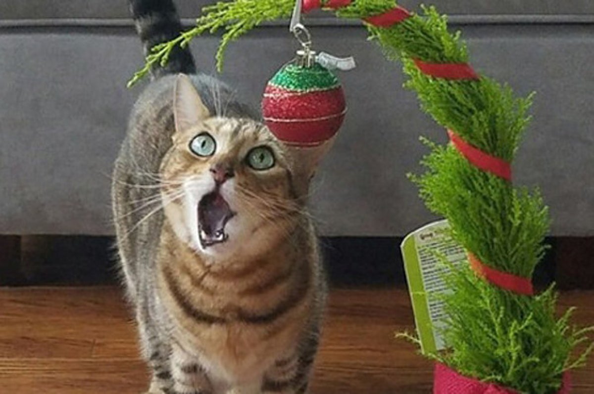 Excited Cats