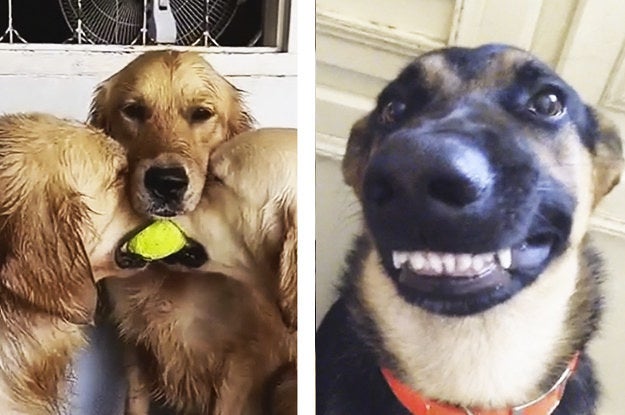19 Vines That Prove Dogs Aren't Real