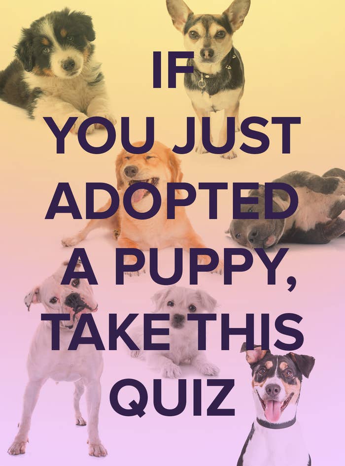 If You Just Adopted A Puppy, Take This Quiz