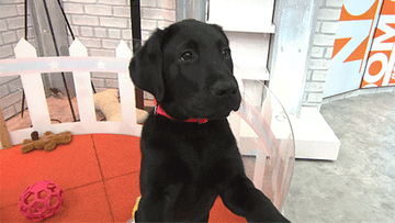 If You Just Adopted A Puppy, Take This Quiz