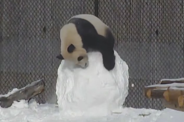 This Panda Got A Snowman And Acted Like A Drunk Person