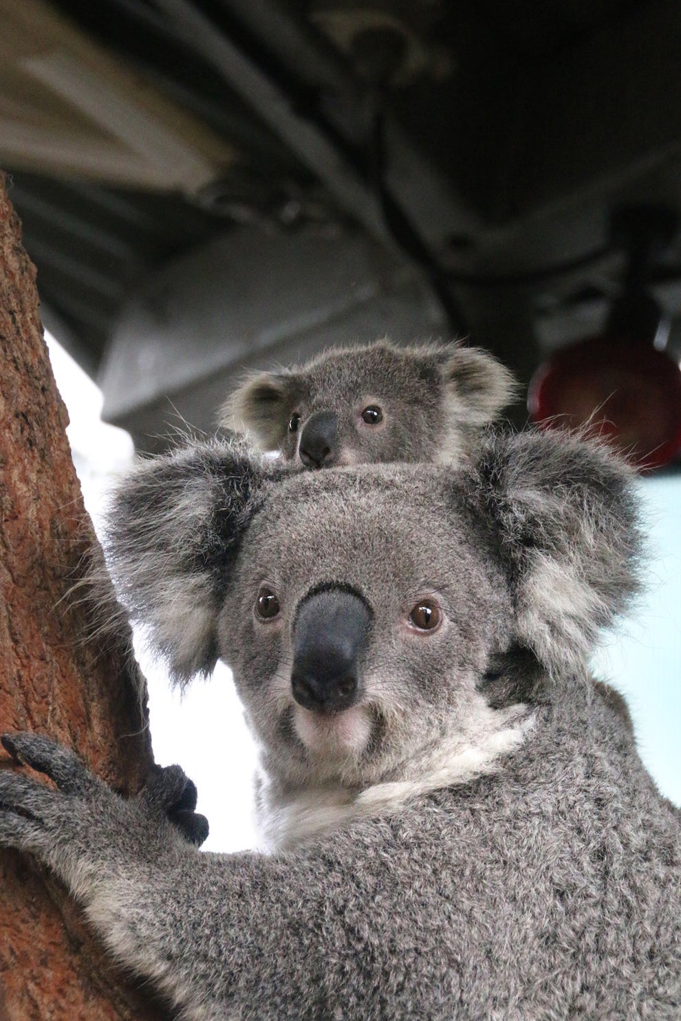 These Baby Koalas Are Newly Out Of The Pouch And OMG They Are Cute