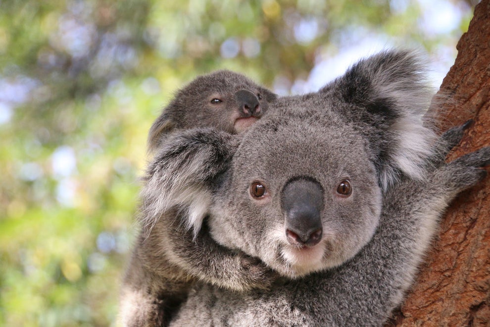 These Baby Koalas Are Newly Out Of The Pouch And OMG They Are Cute