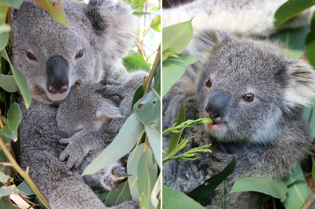 This Baby Koala Came Out Of The Pouch In Time For Christmas And OMFG It ...