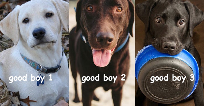 Can You Look At These Labs Without Asking "Who's A Good Boy?"