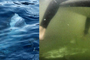 22 Pictures That Prove You Definitely Have Thalassophobia