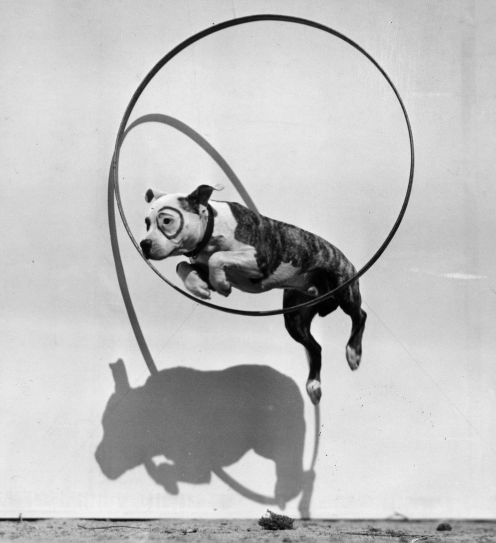 20 Ridiculously Cute Animals That Are Basically You Around Your Crush