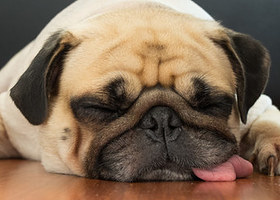 Boop Some Puppy Noses And We'll Tell You Something Happy