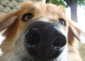Boop Some Puppy Noses And We'll Tell You Something Happy