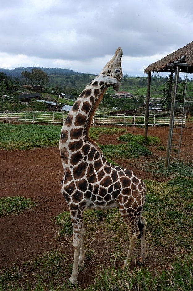 20 Adorable Animals That Perfectly Describe You Around Your Bae