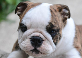 Boop Some Puppy Noses And We'll Tell You Something Happy