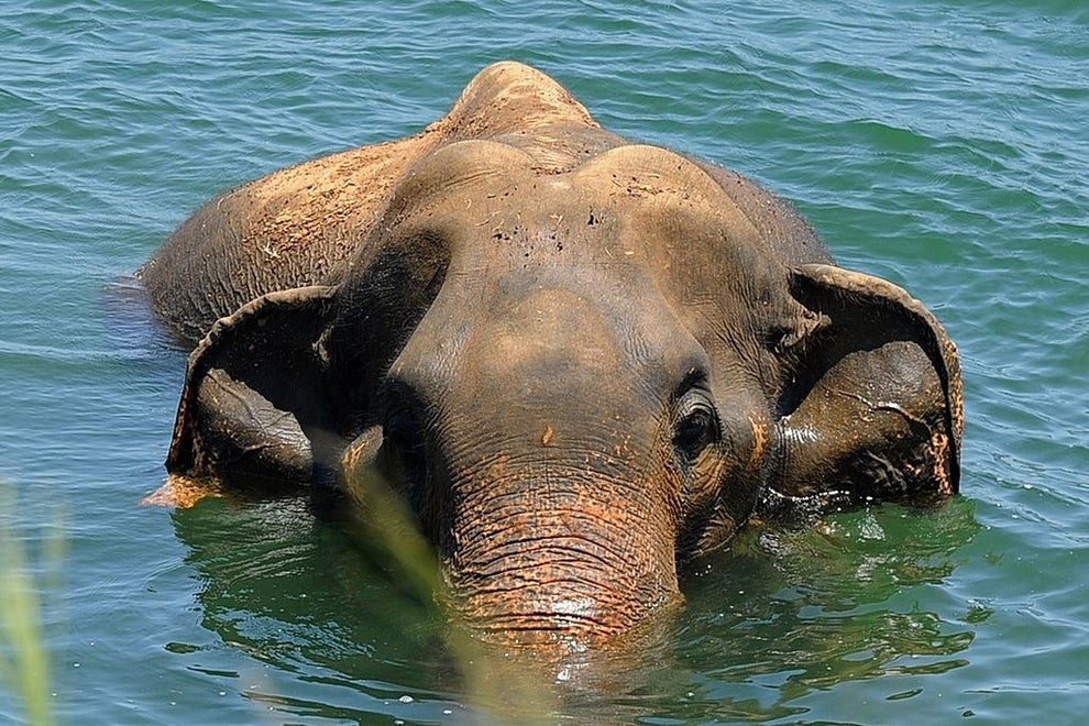 20 Ridiculously Cute Animals That Are Basically You Around Your Crush