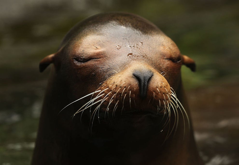 20 Ridiculously Cute Animals That Are Basically You Around Your Crush