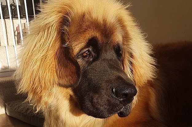 17 Reasons Leonbergers Are The Best Dog Breed Around
