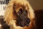 17 Reasons Leonbergers Are The Best Dog Breed Around