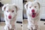 Just 21 Innocently Adorable Dogs That Will Restore Hope In 2017
