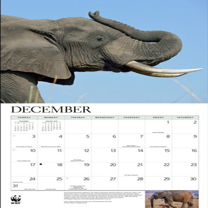 42 Gifts Every Elephant Lover Will Want To Get This Year