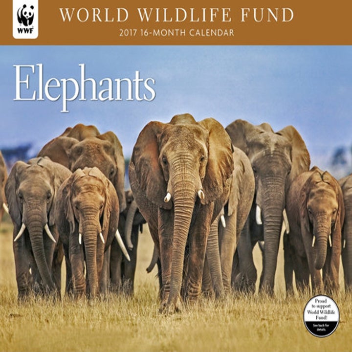 42 Gifts Every Elephant Lover Will Want To Get This Year