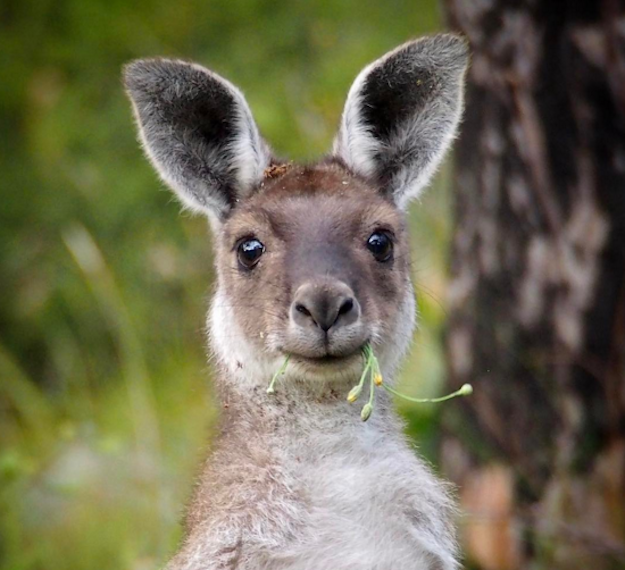 19 Reasons Why Kangaroos Would Be The Greatest Friends