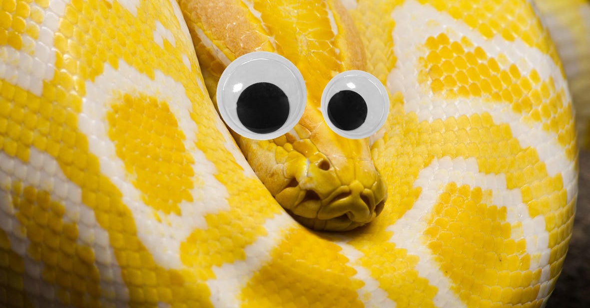 17 Photos That Prove Googly Eyes Make Even The Creepiest Creatures Cute