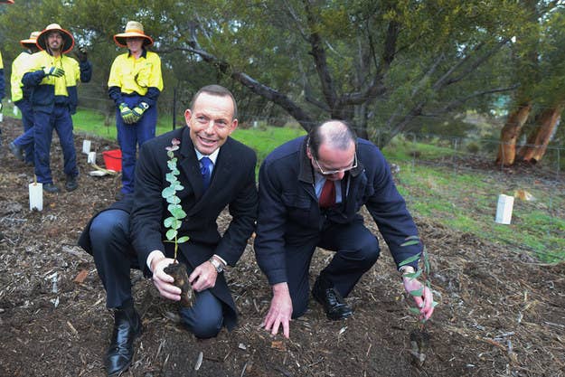 No-One Knows How Many Trees Have Been Planted As Part Of The Govt’s 20 ...