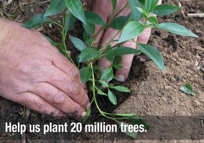 No-One Knows How Many Trees Have Been Planted As Part Of The Govt’s 20 ...