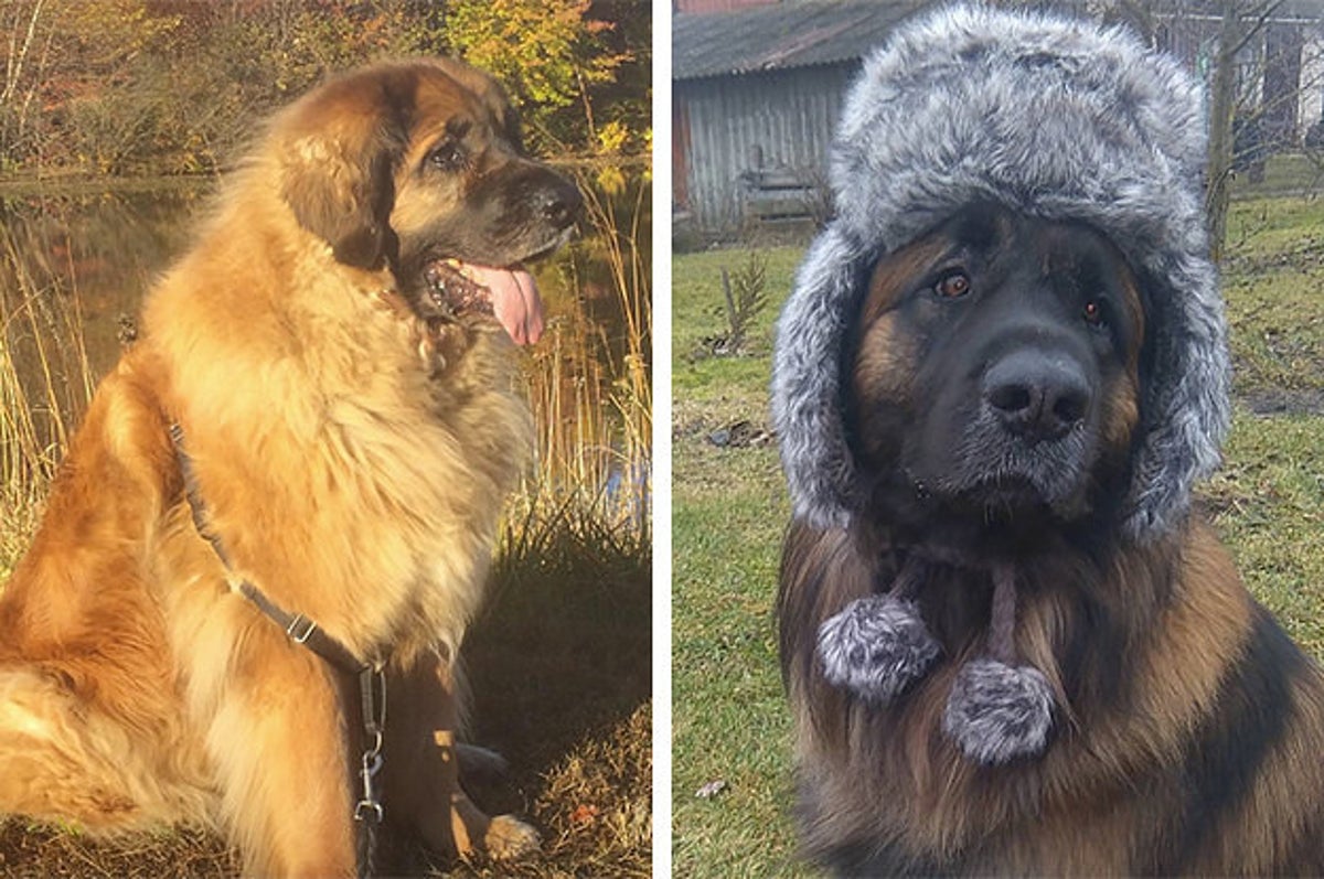 Leonberger Meme Leonberger Feeding Time! 17+ GIANT DOGS! YouTube