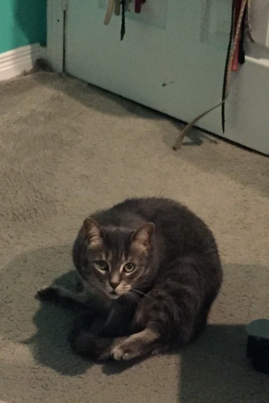 21 Incredibly Dickish Things Cats Really Seem To Enjoy Doing