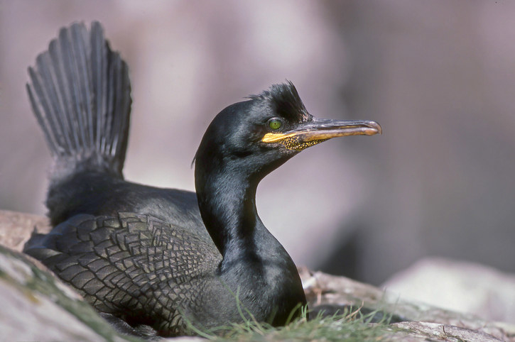 16 Pictures Of Shags You Didn't Know You Needed To See