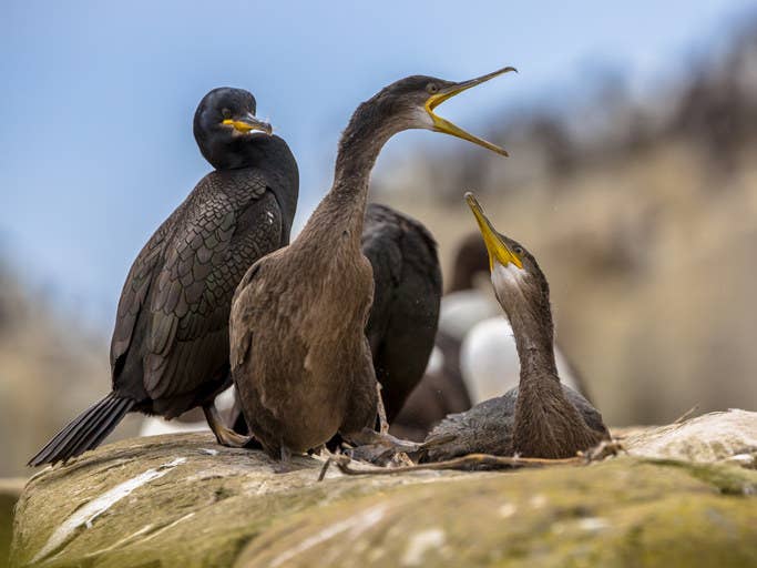 16 Pictures Of Shags You Didn't Know You Needed To See