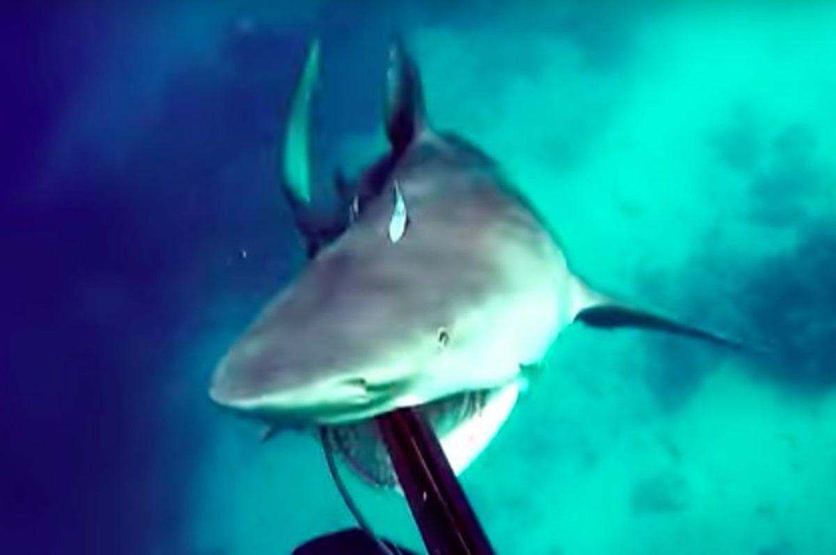 Holy Shit, This Shark Was Impaled On A Spear As It Attacked A Diver