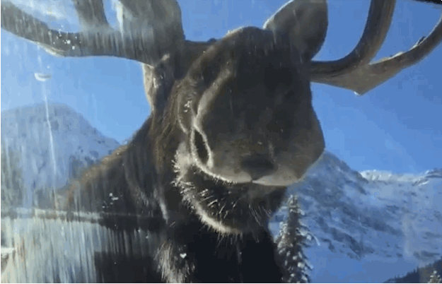 Your Butt Will Clench Watching This Guy Narrowly Avoid Hitting A Herd ...