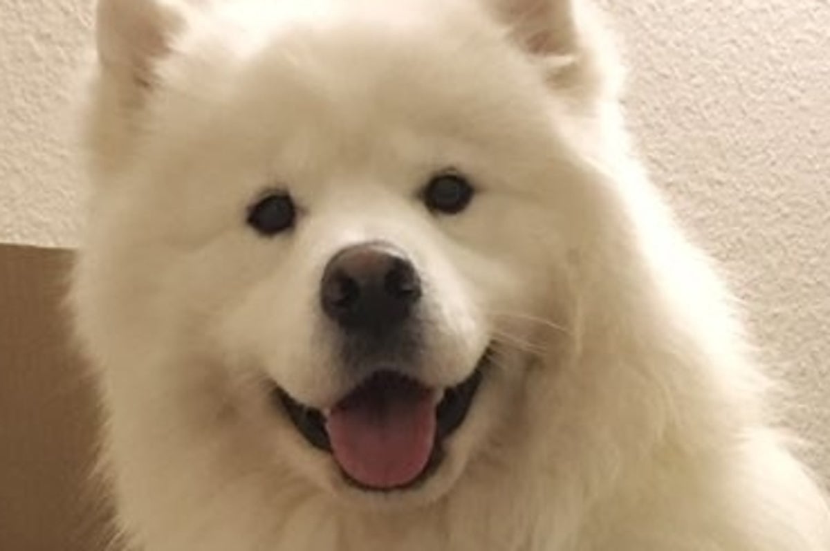 People Are In Love With This Dog's Reaction To Seeing His Family On ...