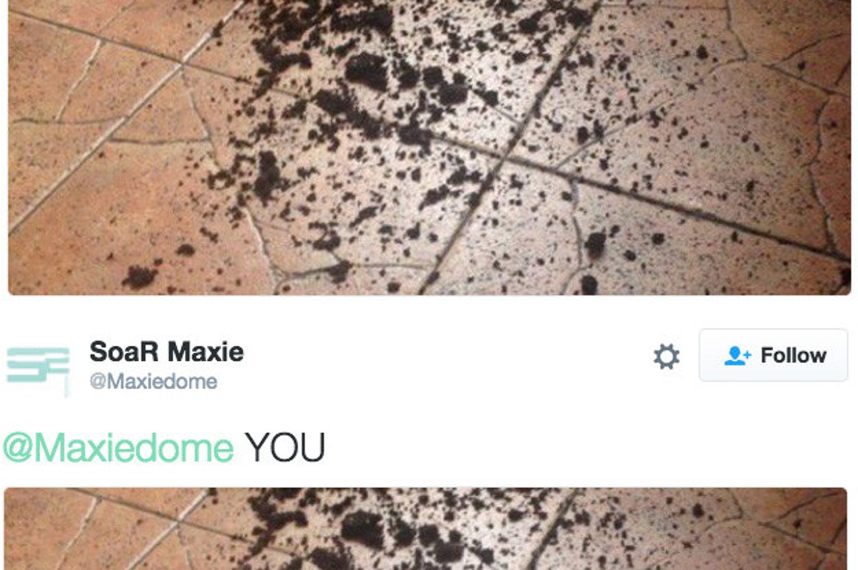 19 Pictures That Prove Cats Truly Don't Give A Damn