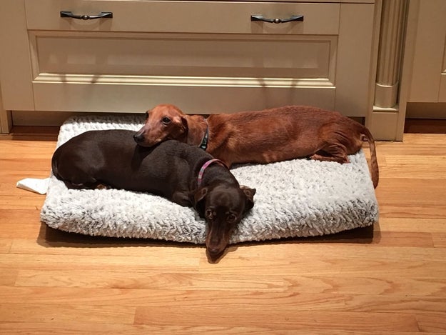 19 Pictures Of Wieners That Will Get You A Little Too Excited