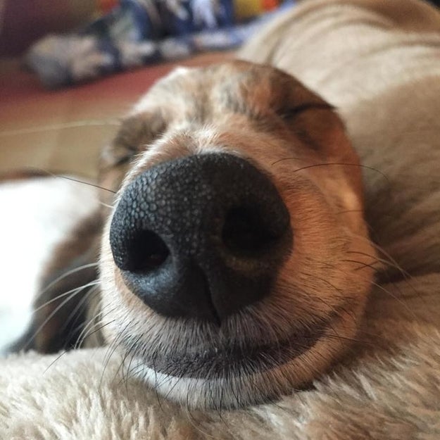 19 Pictures Of Wieners That Will Get You A Little Too Excited