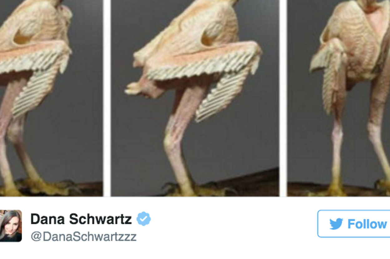 People Just Realized What Owls Look Like Without Feathers And OMG