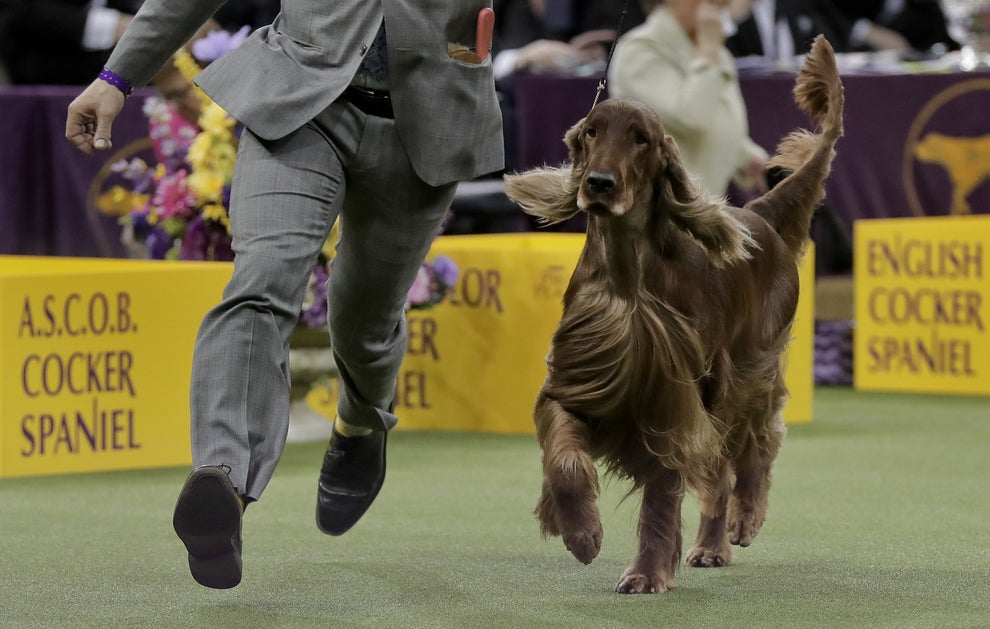 Rumor The German Shepherd Returns To Win Best In Show At Westminster