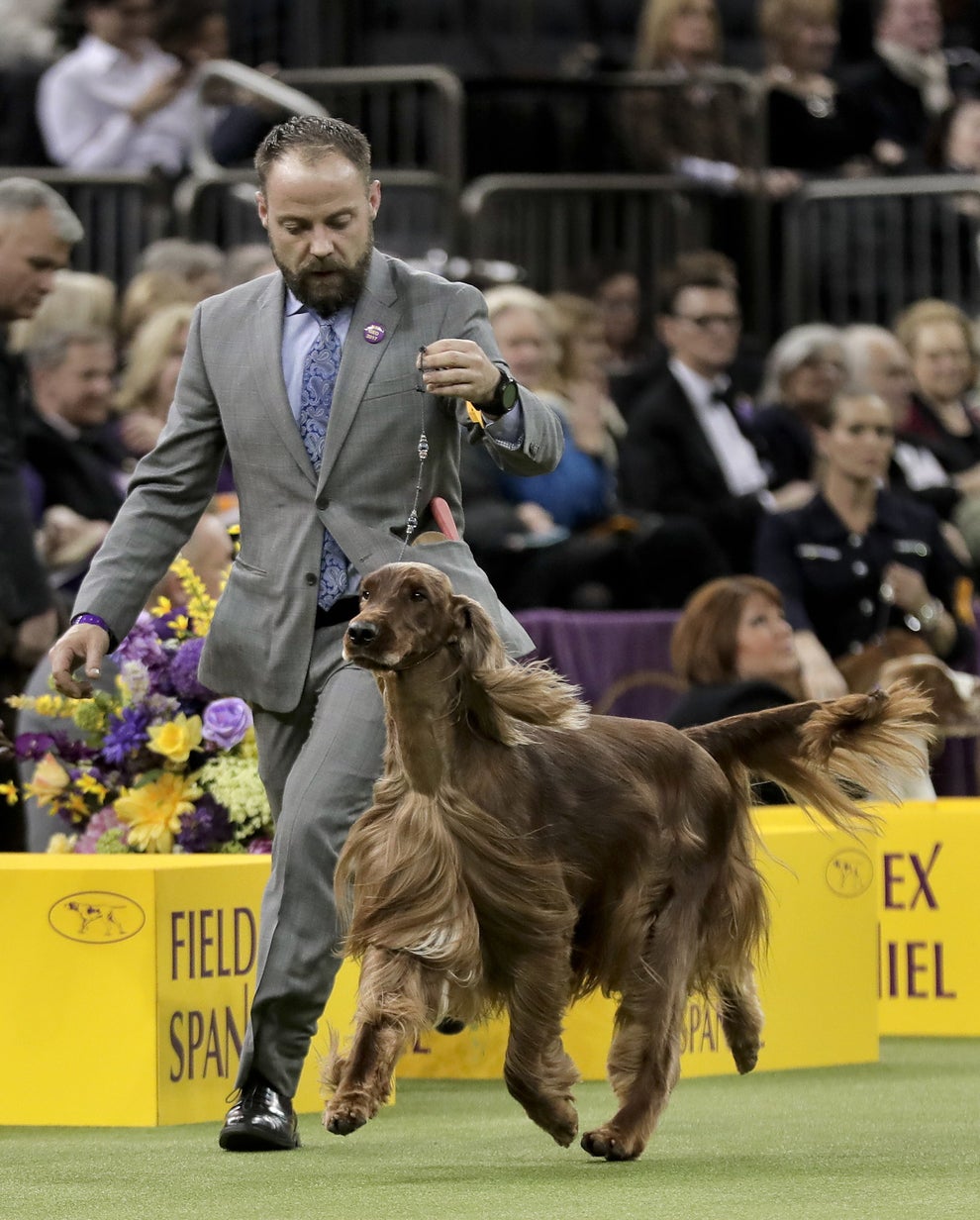 Rumor The German Shepherd Returns To Win Best In Show At Westminster