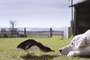 Oddball, The Dog Who Protected Penguins, Has Died Aged 15 - BuzzFeed News