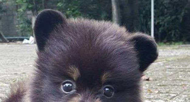 What Is The Little Dog That Looks Like A Bear
