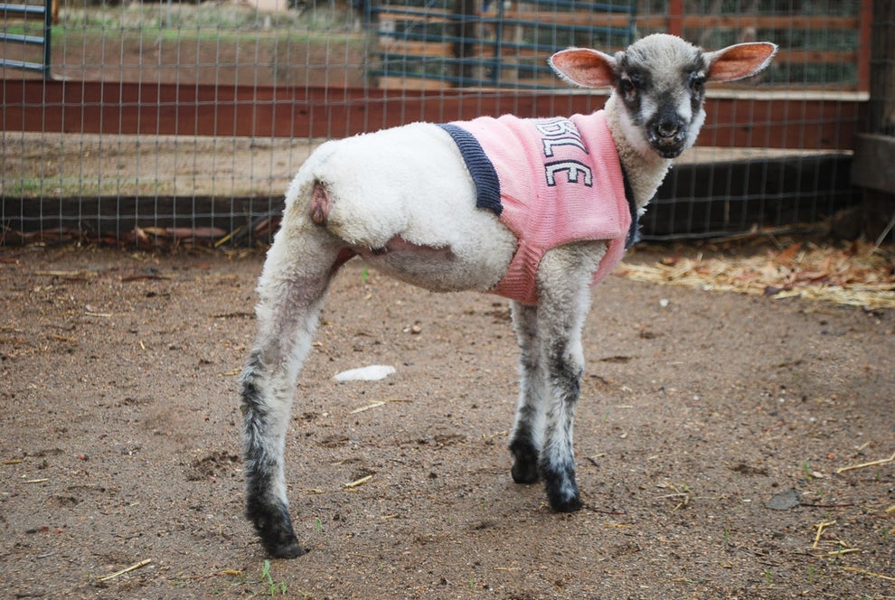This Adorable Three-Legged Lamb Loves Sweaters And Will Steal Your Heart