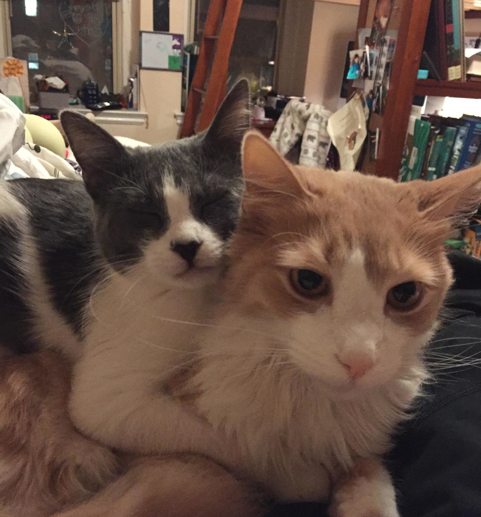 17 Kitty BFFs Who Will Make Your Heart Explode With Happiness