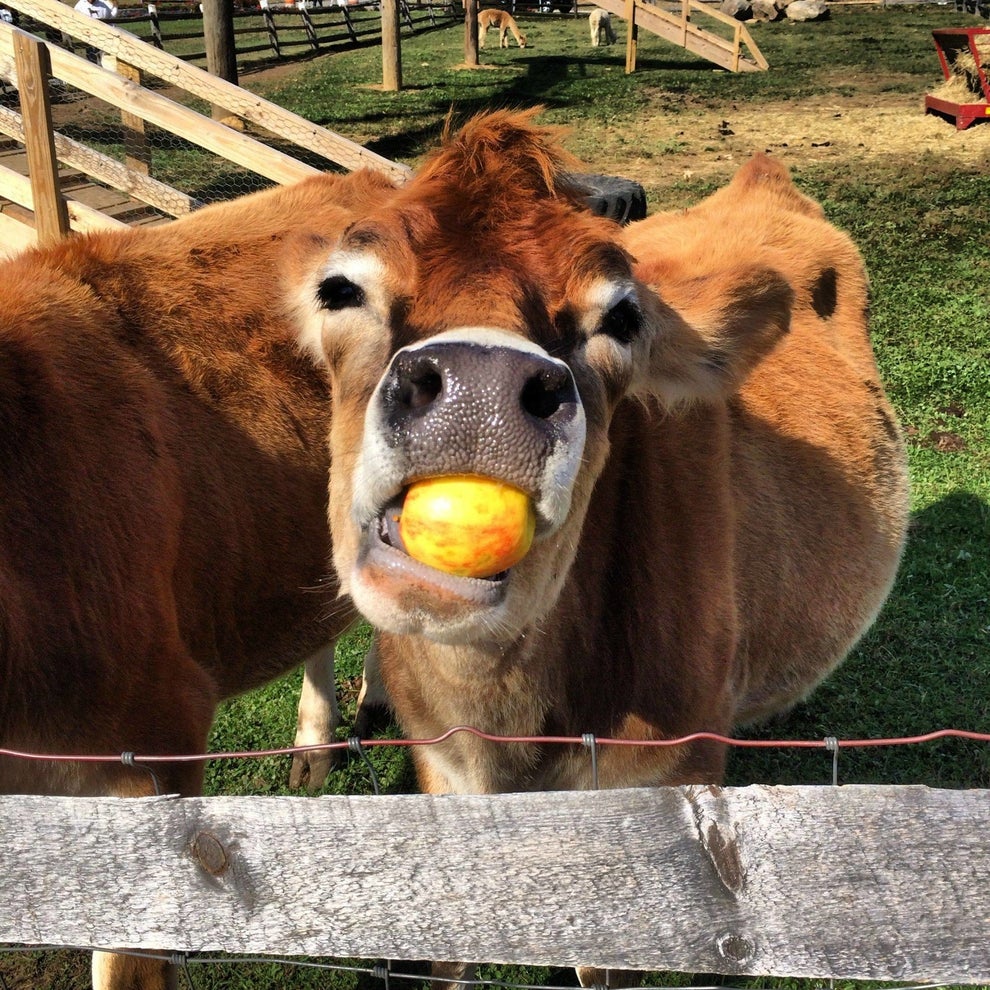 17 Pictures That Prove Cows Are The Most Wholesome Animals In The Universe