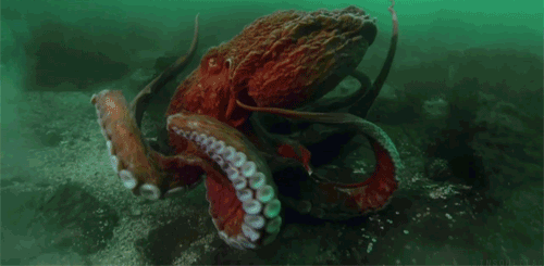 Octopus Nope Gif
