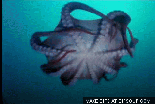 Nope Octopus Memes