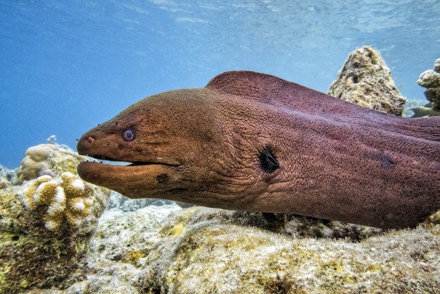 We Need To Talk About How Gross Seafood Is