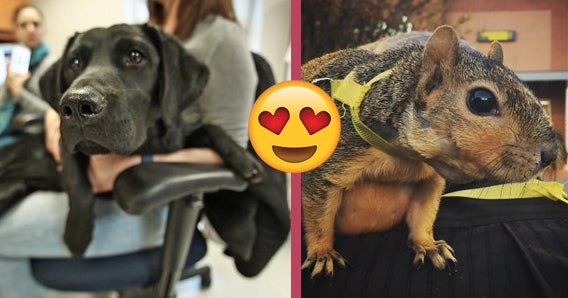 15 Very Good Service Animals Guaranteed To Make Your Heart Feel Full