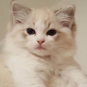 This Test Will Reveal Which Pop-Tart Flavor You Are